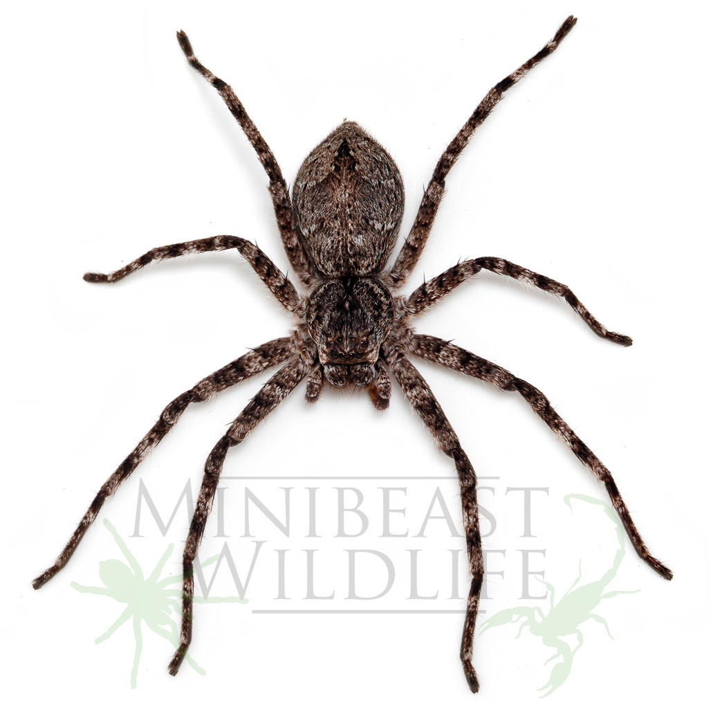 Huntsman Spider Deluxe Kit - Save 10% (Choose species) - Minibeast ...