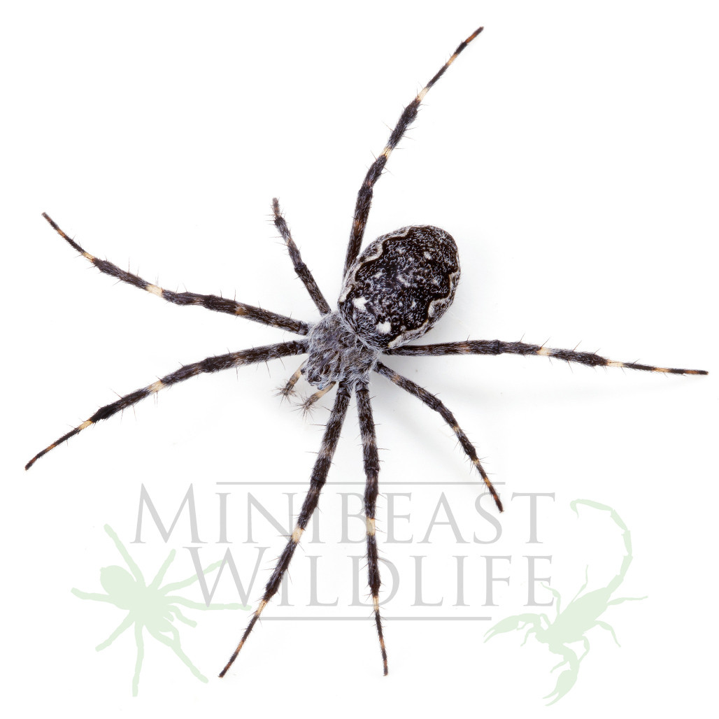 Rock orb-weaving Spider (Argiope mascordi) - Minibeast Wildlife Bugshop
