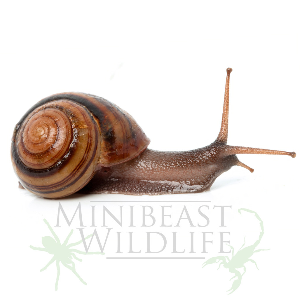 Bundaberg Banded Snail (Figuladra vidulus) - Minibeast Wildlife Bugshop
