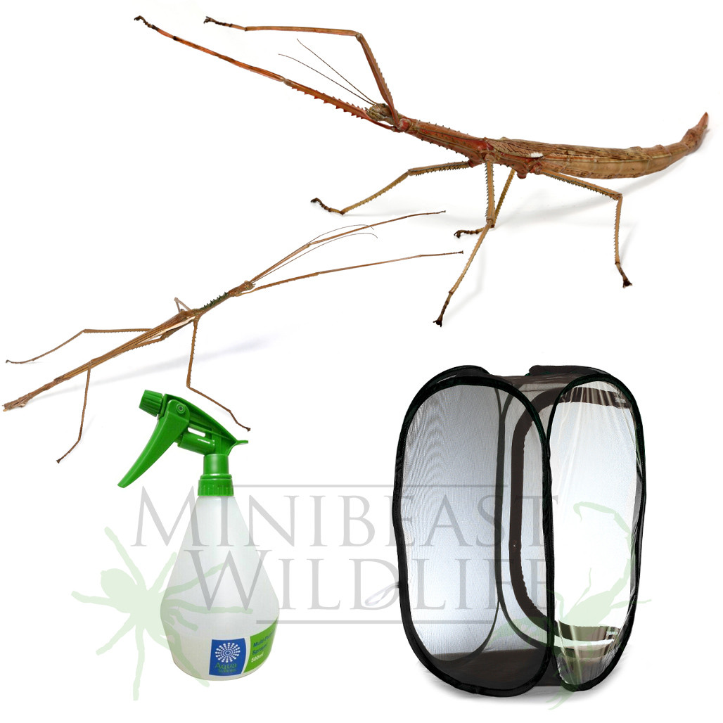 Giant Northern Stick Insect Kit - Save 10% - Minibeast Wildlife Bugshop