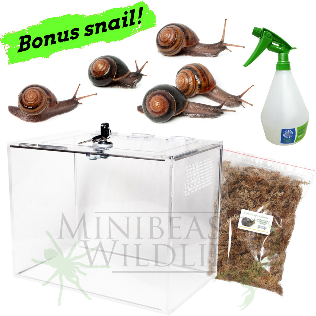 Bundaberg Banded Snail (Figuladra vidulus) Deluxe Kit - includes FREE ...