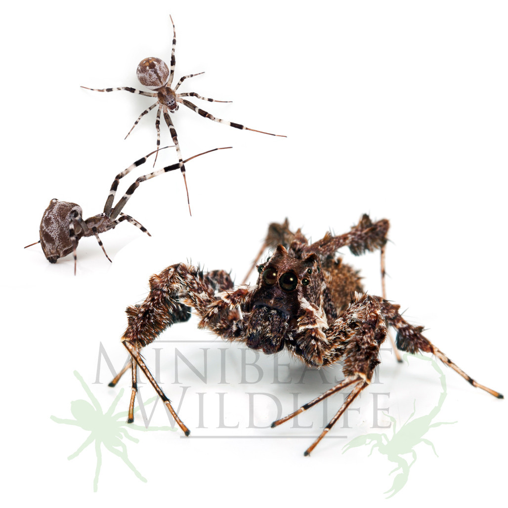Fringed Jumping Spider - with food spiders - Minibeast Wildlife Bugshop