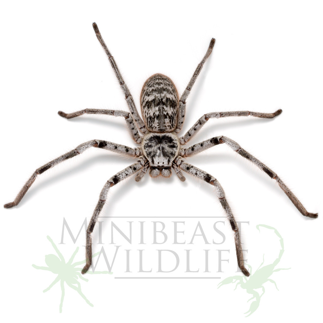 Murray Banded Huntsman (Holconia murrayensis) - Minibeast Wildlife Bug Shop