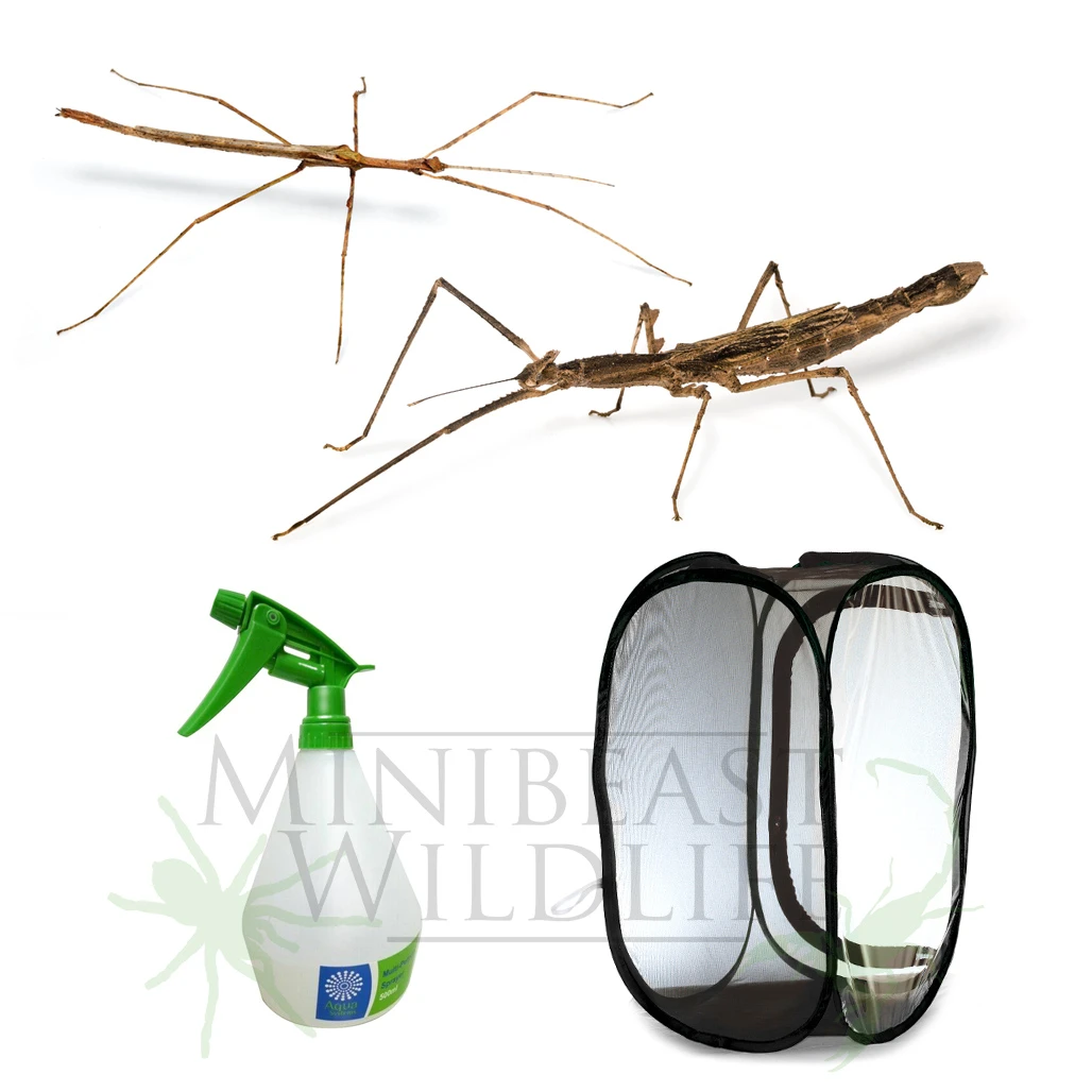 Crowned Stick Insect Kit - Save 10% - Minibeast Wildlife Bugshop