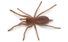 Invertebrate pets for sale