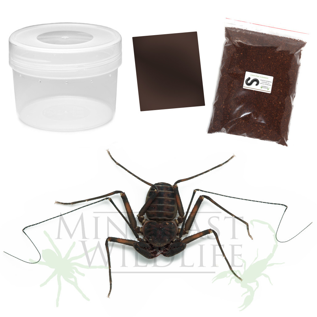 Tailless Whip Scorpion - Compact kit (Save 10%) - Minibeast Wildlife ...