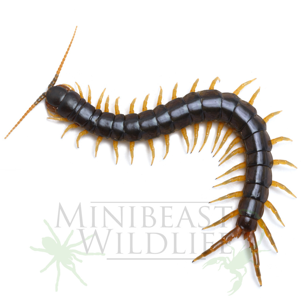 Giant Centipede (Ethmostigmus rubripes) - inland yellow form ...