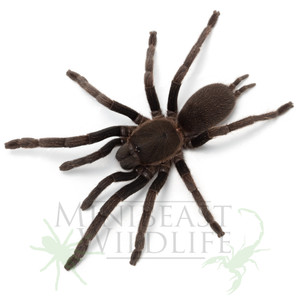 Tarantulas for sale
