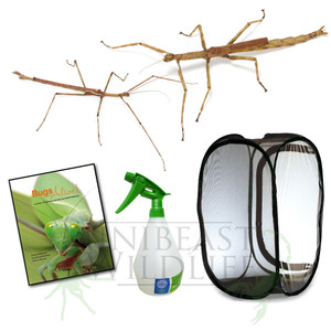 Stick and leaf insects - Australian stick and leaf insects for sale