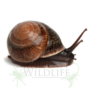 Minibeast Wildlife Bug Shop