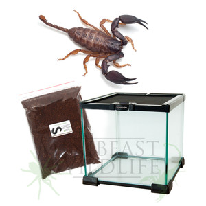 Scorpions - Captive bred scorpions for sale
