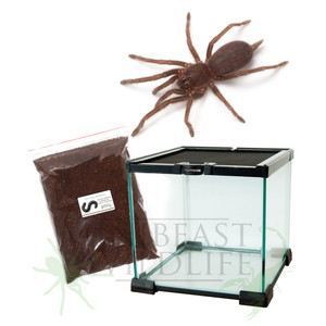 Spiders - Australian tarantulas and other spiders for sale