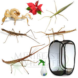Stick and leaf insects - Australian stick and leaf insects for sale
