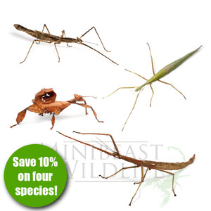 Minibeast Wildlife Bug Shop