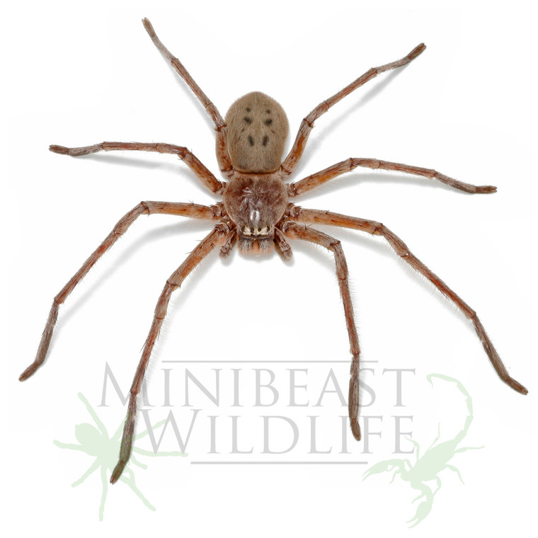 Huntsman Spider Deluxe Kit - Save 10% (Choose species) - Minibeast ...