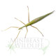 Violet-winged Stick Insect (Didymuria violescens) - Minibeast Wildlife ...