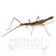 Crowned Stick Insect (Onchestus rentzi) - Minibeast Wildlife Bug Shop