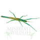 Peppermint Stick Insect (Megacrania batesii) - Minibeast Wildlife Bug Shop