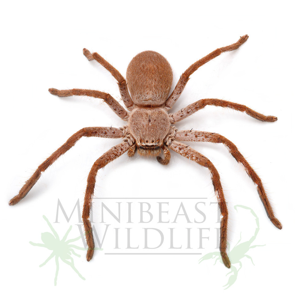Rusty Inland Huntsman (Isopedella inola) - Minibeast Wildlife Bugshop