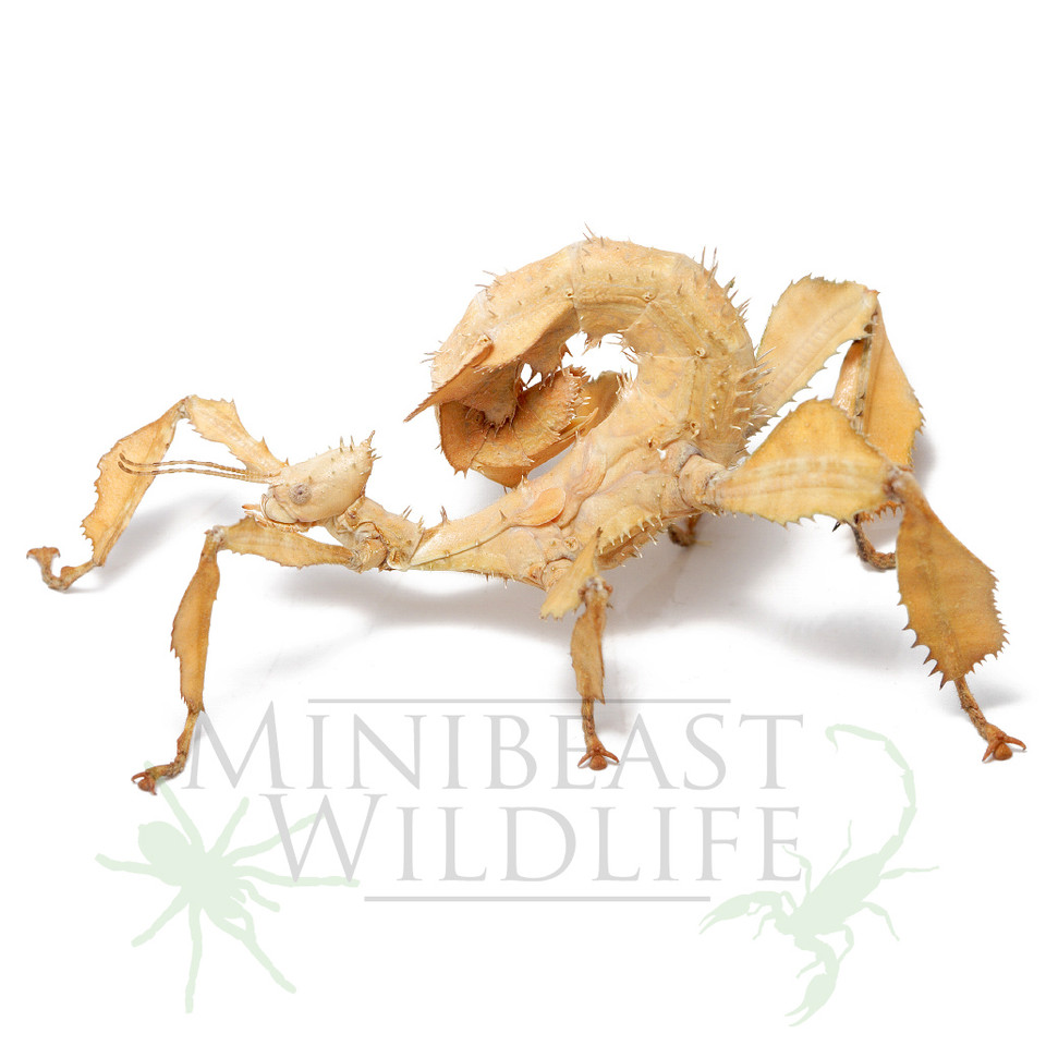 Spiny leaf insects for sale
