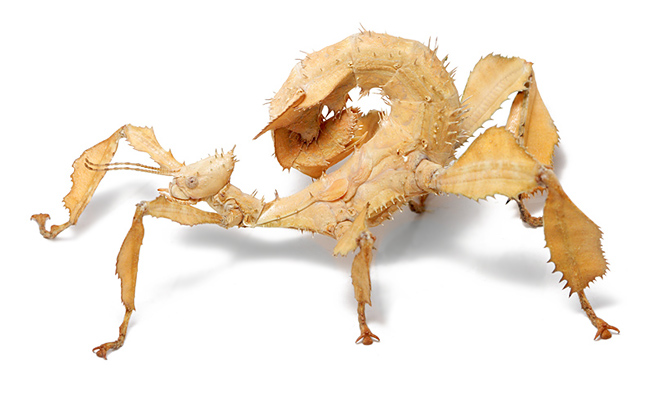Keeping Australian Stick Insects