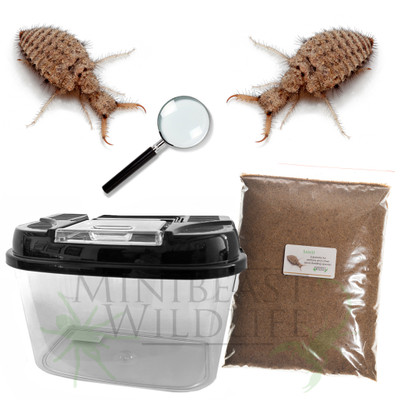 Antlion Kit - Minibeast Wildlife Bugshop