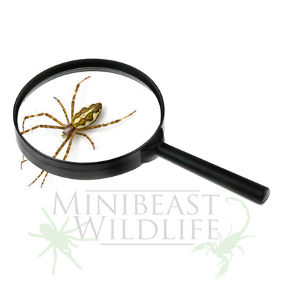 Magnifying glass - Minibeast Wildlife Bugshop