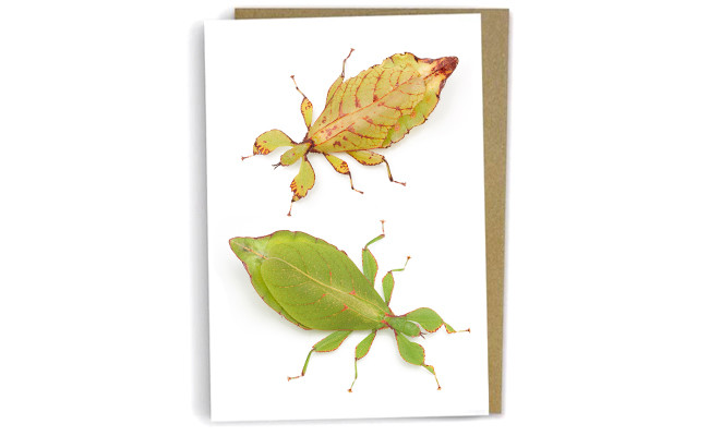 Australian Leaf Insects - Greeting Card - Minibeast Wildlife Bug Shop