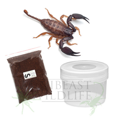 Rainforest Scorpion Compact-kit - save 10% - Minibeast Wildlife Bugshop