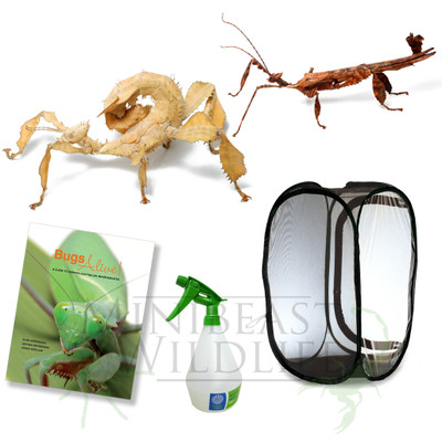 Spiny Leaf Insect Complete Kit - Save 10% - Minibeast Wildlife Bug Shop