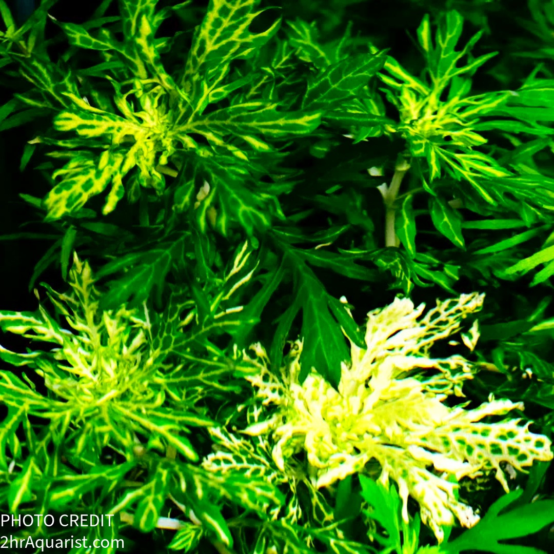 Hygrophila difformis Variegated – Variegated Aquascaping Stem Plant ...
