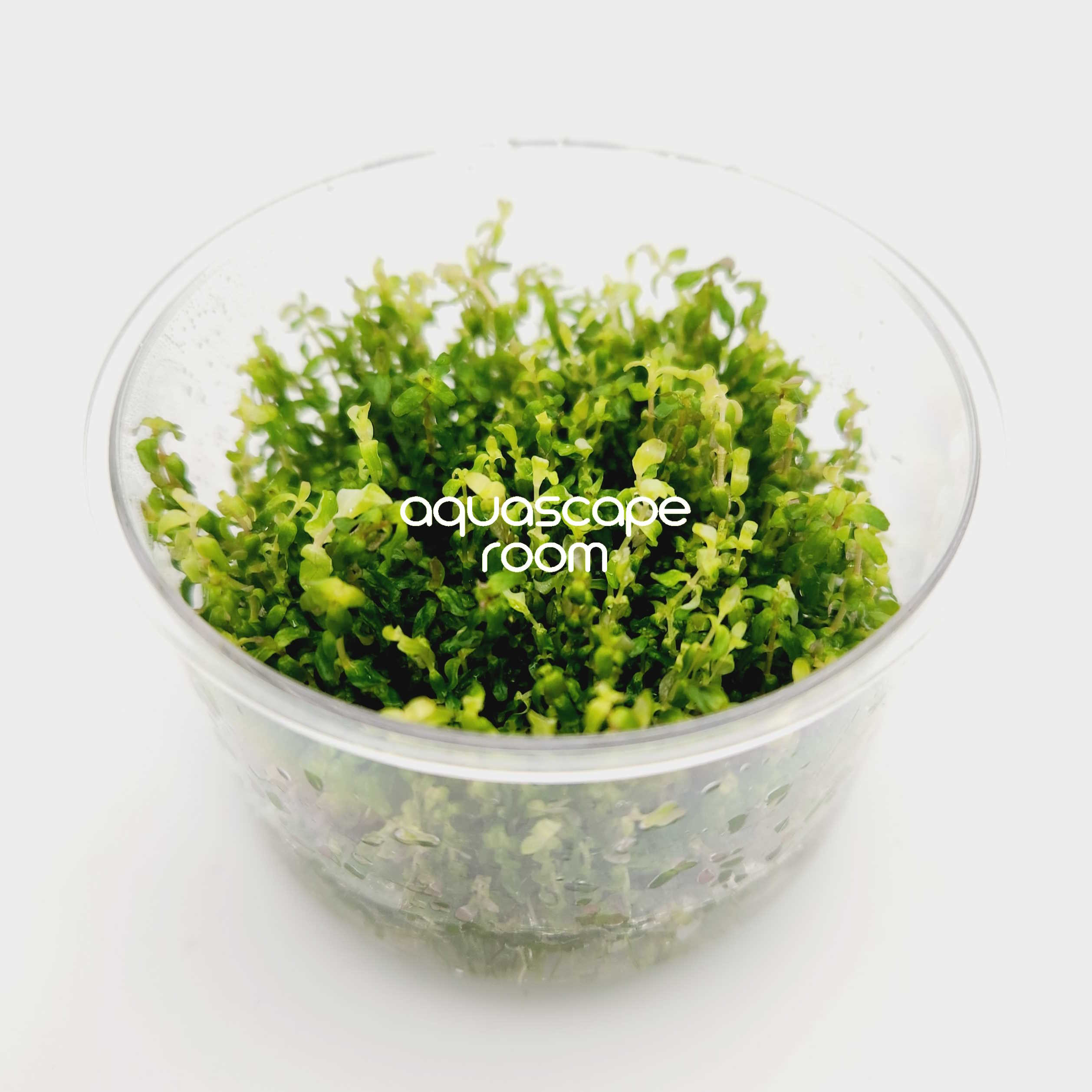 Rotala Macrandra Pearl Tissue Culture - Vibrant Pink Aquarium Plant