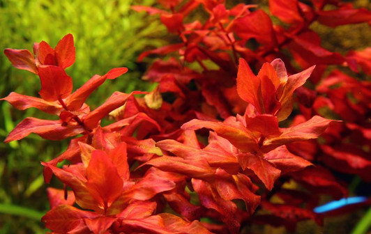 Rotala Macrandra Pearl Tissue Culture - Vibrant Pink Aquarium Plant