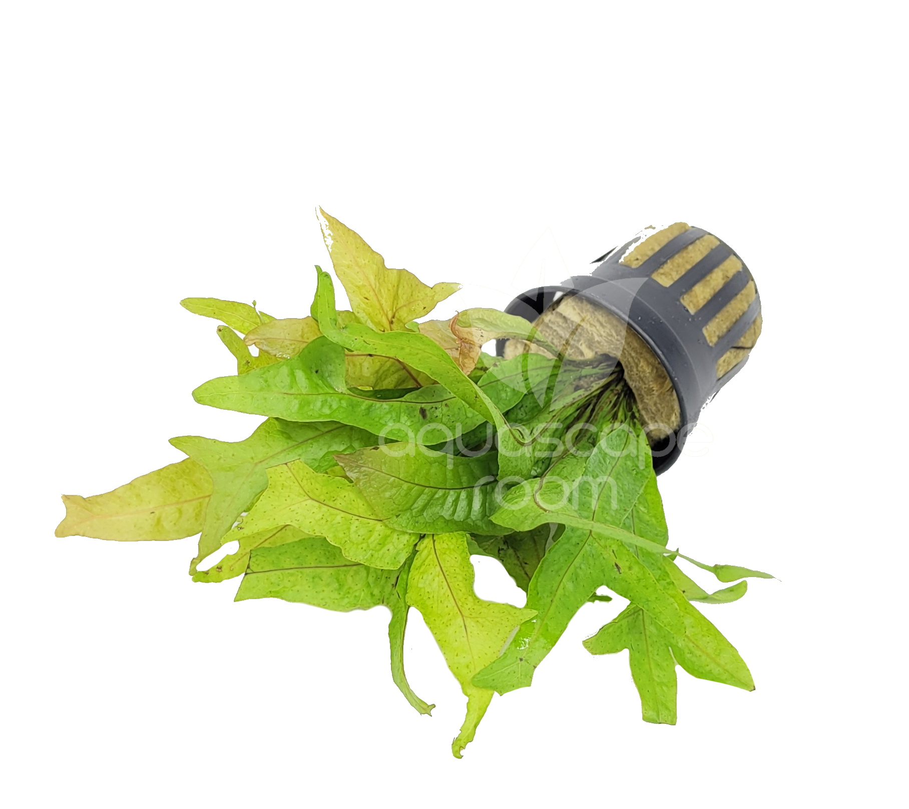 A Green Oasis in Water: Caring for Epiphytic Aquarium Plants ...