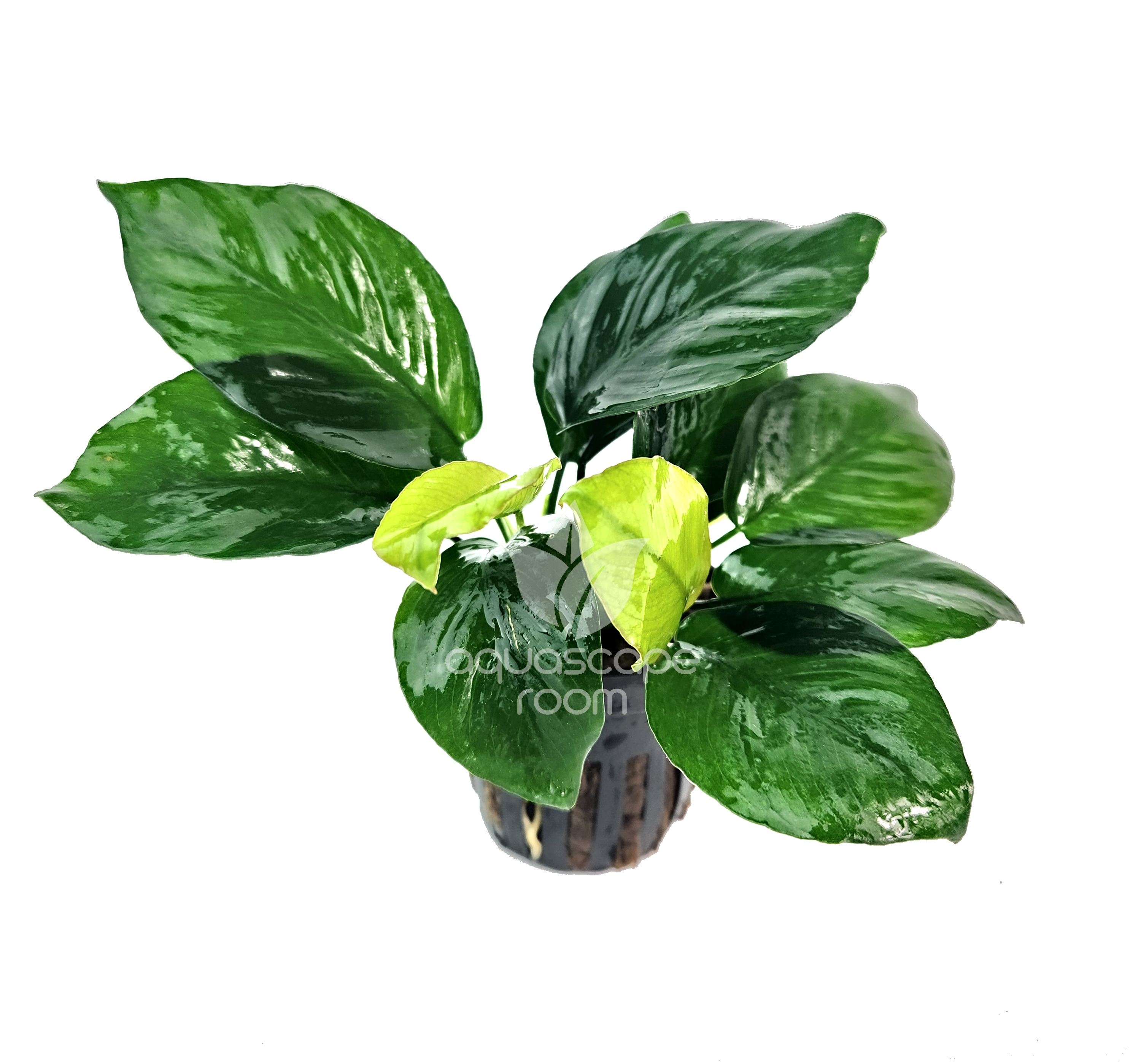 A Green Oasis in Water: Caring for Epiphytic Aquarium Plants ...
