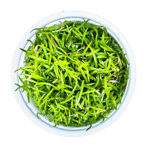 1-2-Grow! Lilaeopsis brasiliensis - Brazilian Micro Sword Aquarium ...