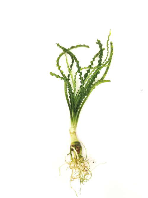 Crinum Calamistratum for Sale | Aquarium Plants in Canada