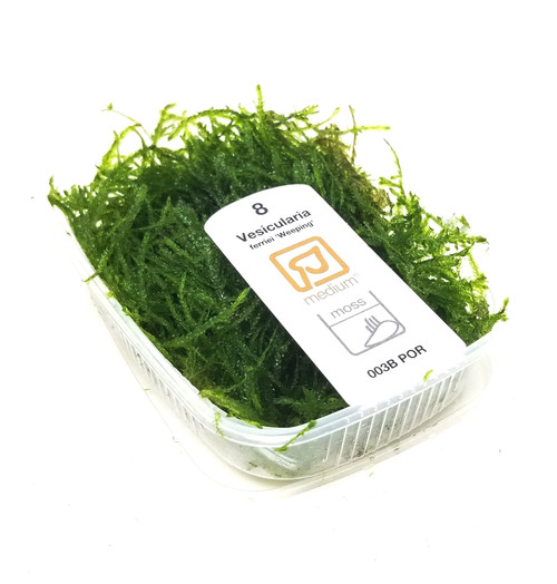 Vesicularia Ferriei 'Weeping' Moss Portion for Sale | Aquarium Plants ...