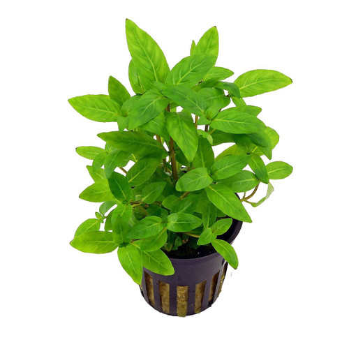 Potted Staurogyne repens – Foreground Aquarium Plant