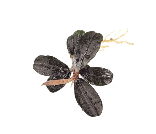 Bucephalandra for Sale | Aquarium Plants in Canada