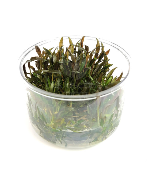 Cryptocoryne Mioya for Sale | Aquarium Plants in Canada