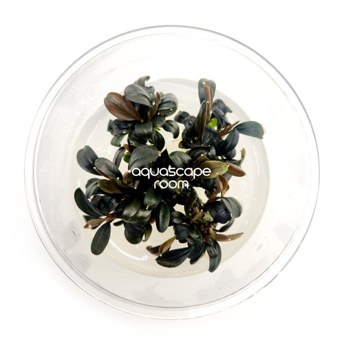 Bucephalandra Brownie Phoenix Tissue Culture | Rare Buce Canada