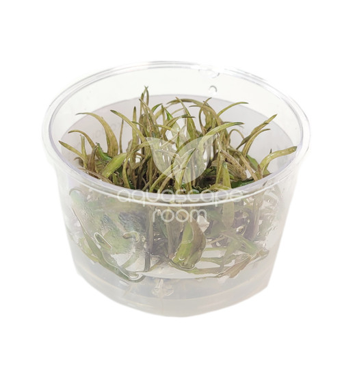 Cryptocoryne Wendtii 'Bronze' for Sale | Aquarium Plants in Canada