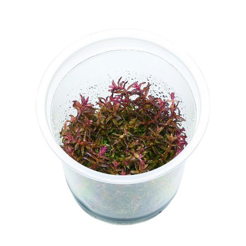 Rotala macrandra 'Mini Butterfly' Tissue Culture – Bright Red Aquarium Stem Plant ...