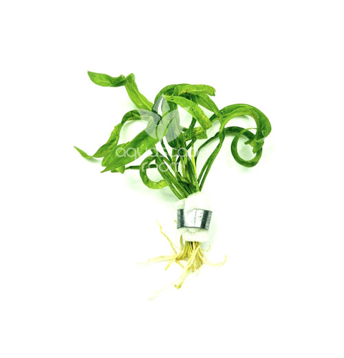 Echinodorus 'Vesuvius' | Aquatic Plant for Aquascaping Canada