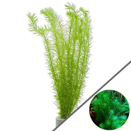 Buy Mayaca Fluviatilis - Add Beauty to Your Aquarium Today! | Canada