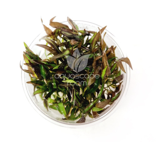 Cryptocoryne Wendtii 'Affinis Red' for Sale | Aquarium Plants in Canada