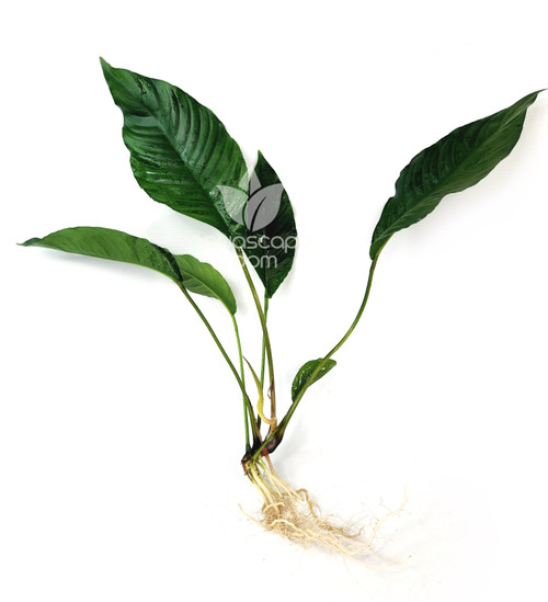 Anubias Heterophylla for Sale | Aquarium Plants in Canada
