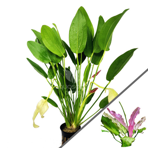 Echinodorus 'Oriental' for Sale | Aquarium Plants in Canada