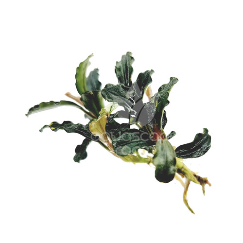 Bucephalandra dark phantom for Sale | Aquarium Plants in Canada